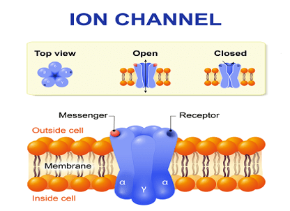 Preclinical CRO: What is ION Channel Screening? | The Healthcare Guys